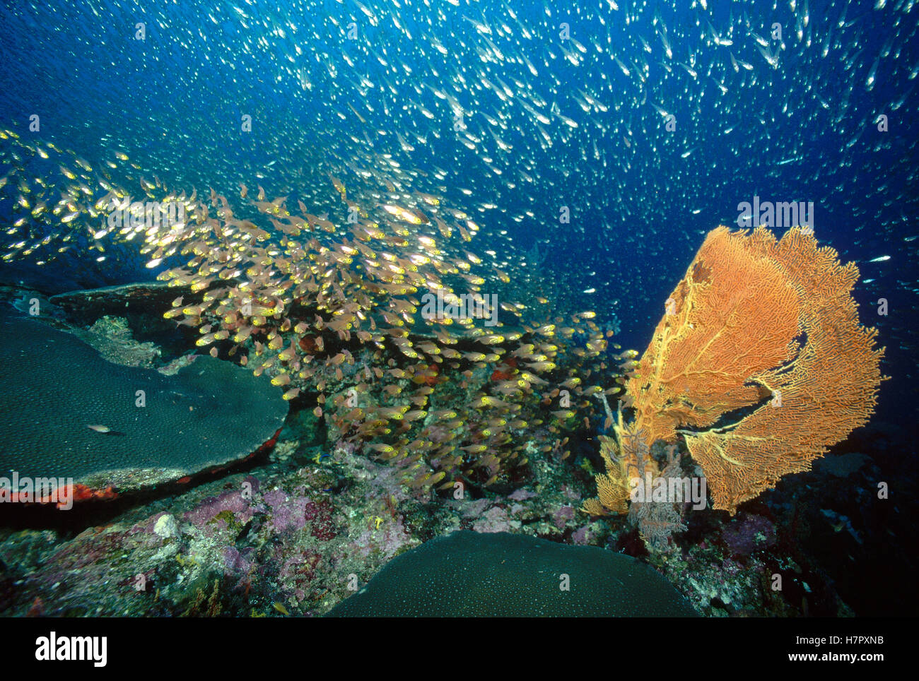 Pygmy Sweeper (Parapriacanthus ransonneti) and Slender Cardinalfish ...