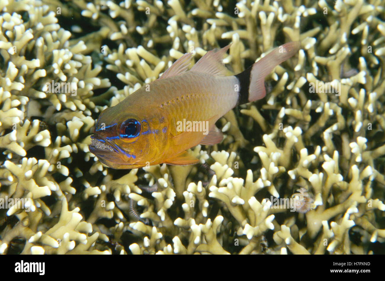 Ring-tailed Cardinalfish (Apogon aureus) male protectively carrying a ...