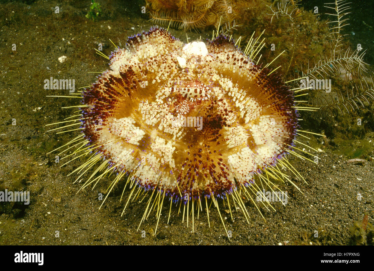 Periclimenes colemani asthenosoma varium hi-res stock photography and ...