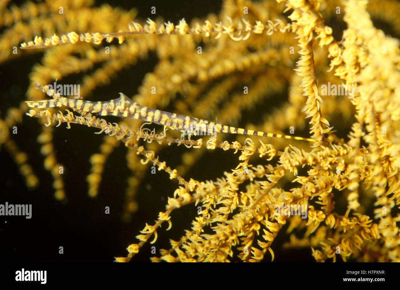 Zubi Needle Shrimp (Tozeuma armatum) lives on Black Coral (Antipathes ...