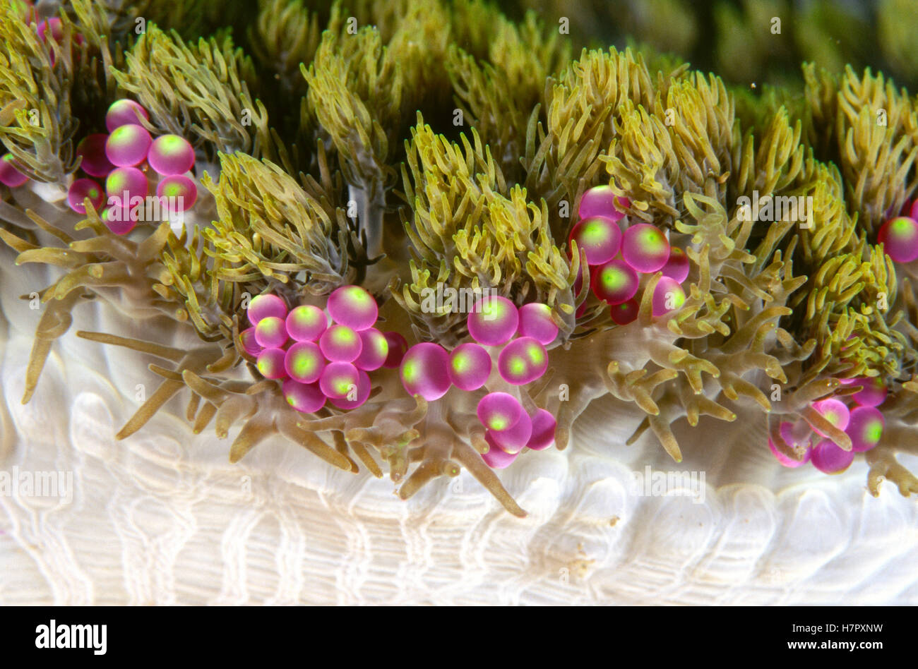 Sea Anemone with purple grape-like clusters of vesicles among its green ...
