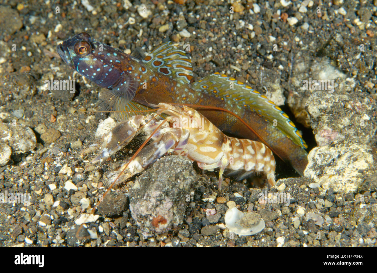 Metallic Shrimp-goby (Amblyeleotris latifasciata) keeping watch while a ...