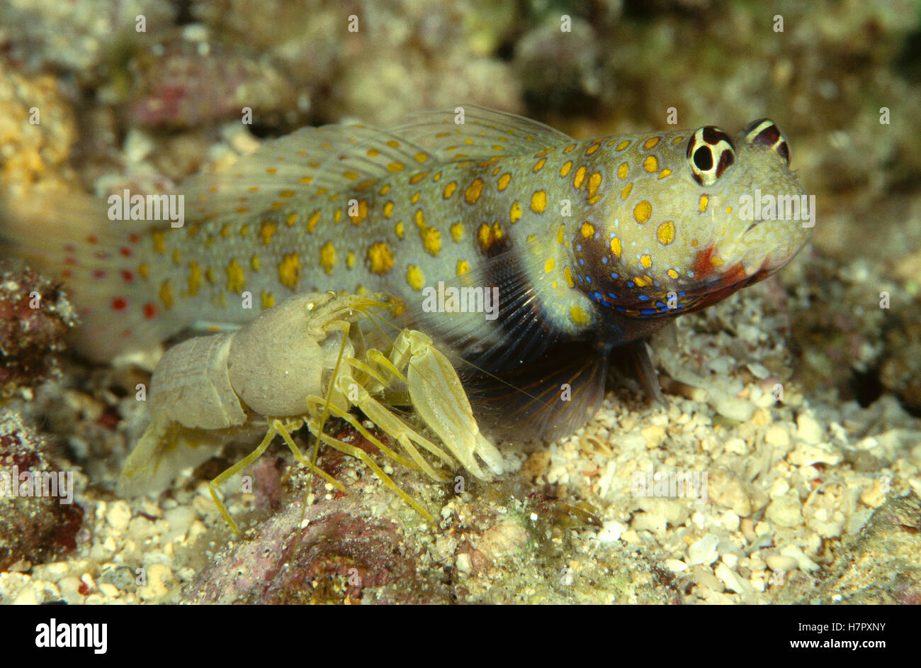Spotted Prawn Goby (Amblyeleotris guttata) sharing a burrow with a Find ...