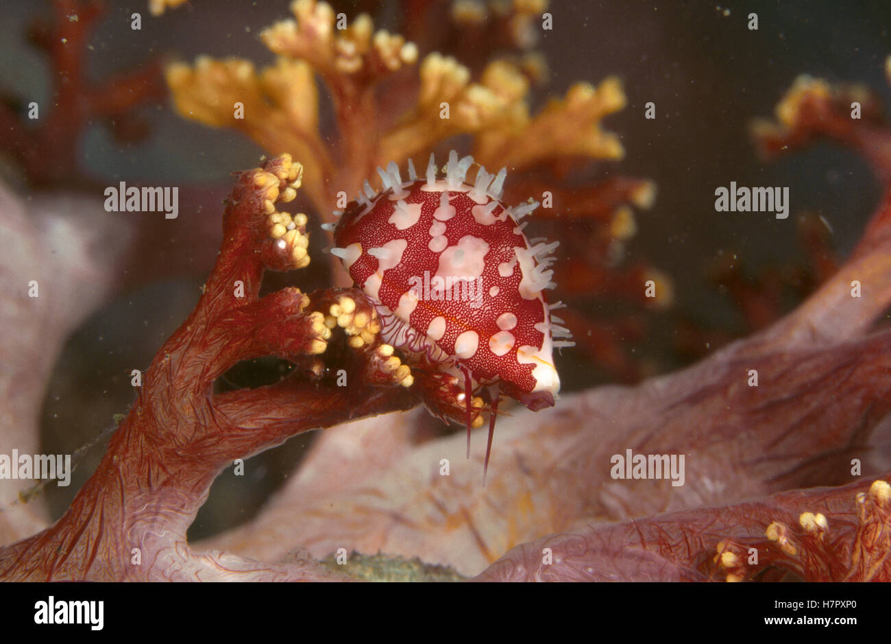 Cowry (Diminovula punctata) living on a Soft Coral (Dendronephthya sp ...