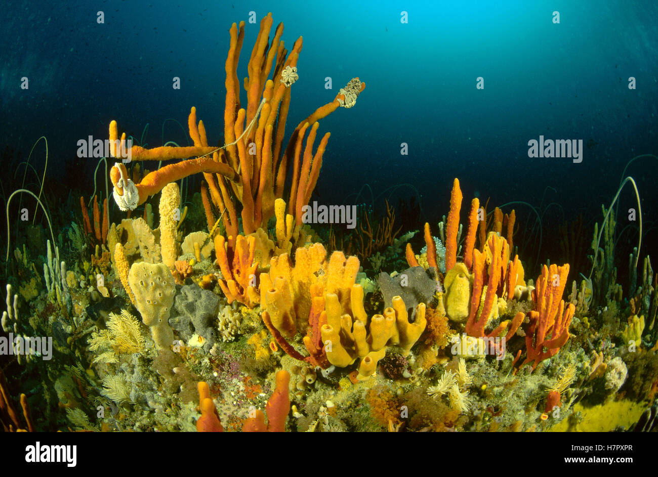 Clathria sp hi-res stock photography and images - Alamy