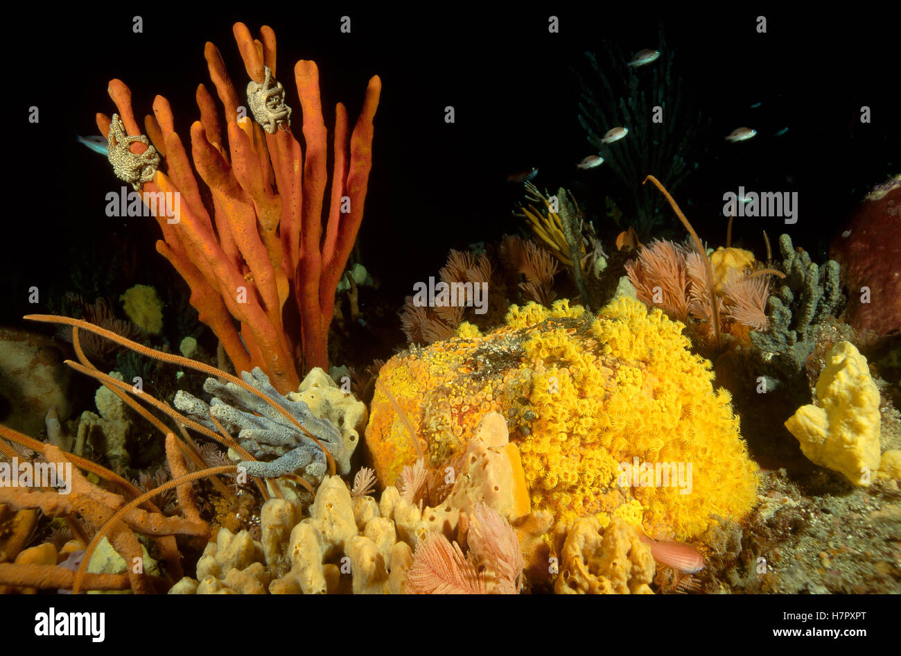 Invertebrate community, 42 meters depth, with Sponges, Golden Zoanthids ...
