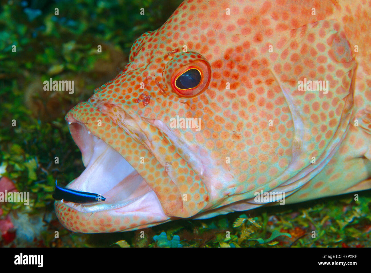Tomato Grouper (Cephalopholis sonnerati) getting cleaned by Blue ...