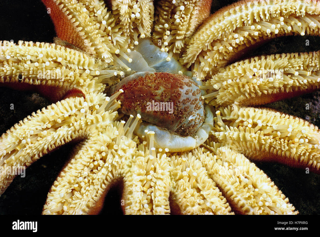 Morning Sun Star (Solaster dawsoni) underside reveals the last arm tip ...