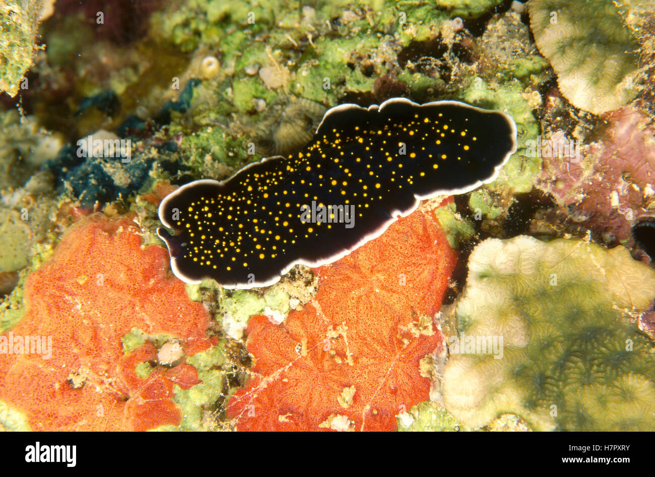 Yellow-spotted Flatworm (Thysanozoon nigropapillosum) portrait, Kimbe ...