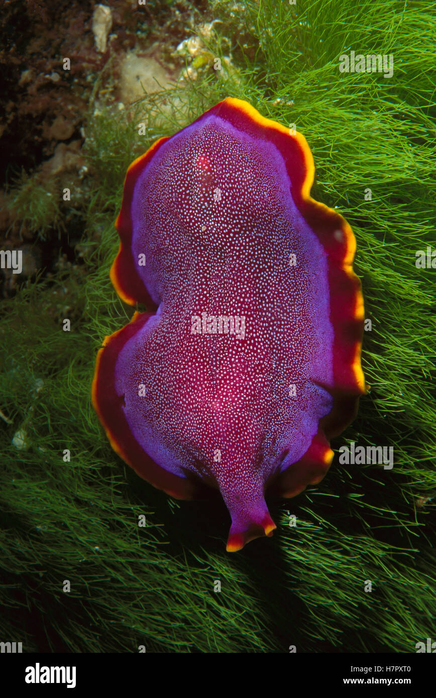 Flatworm Pseudoceros Ferrugineus Great Barrier Reef Australia Stock