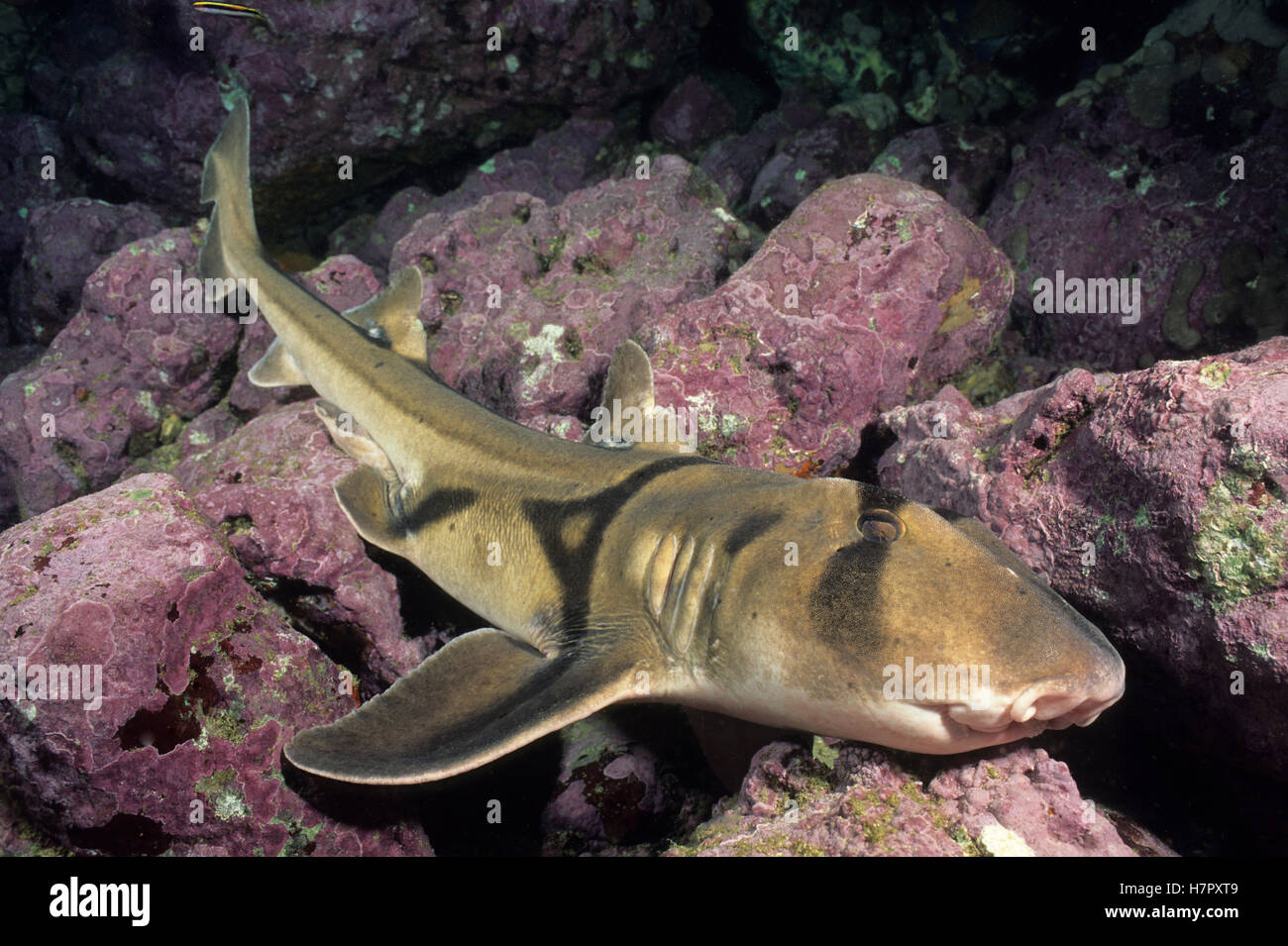 Port Jackson Shark (Heterodontus portusjacksoni), Jervis Bay, New South ...