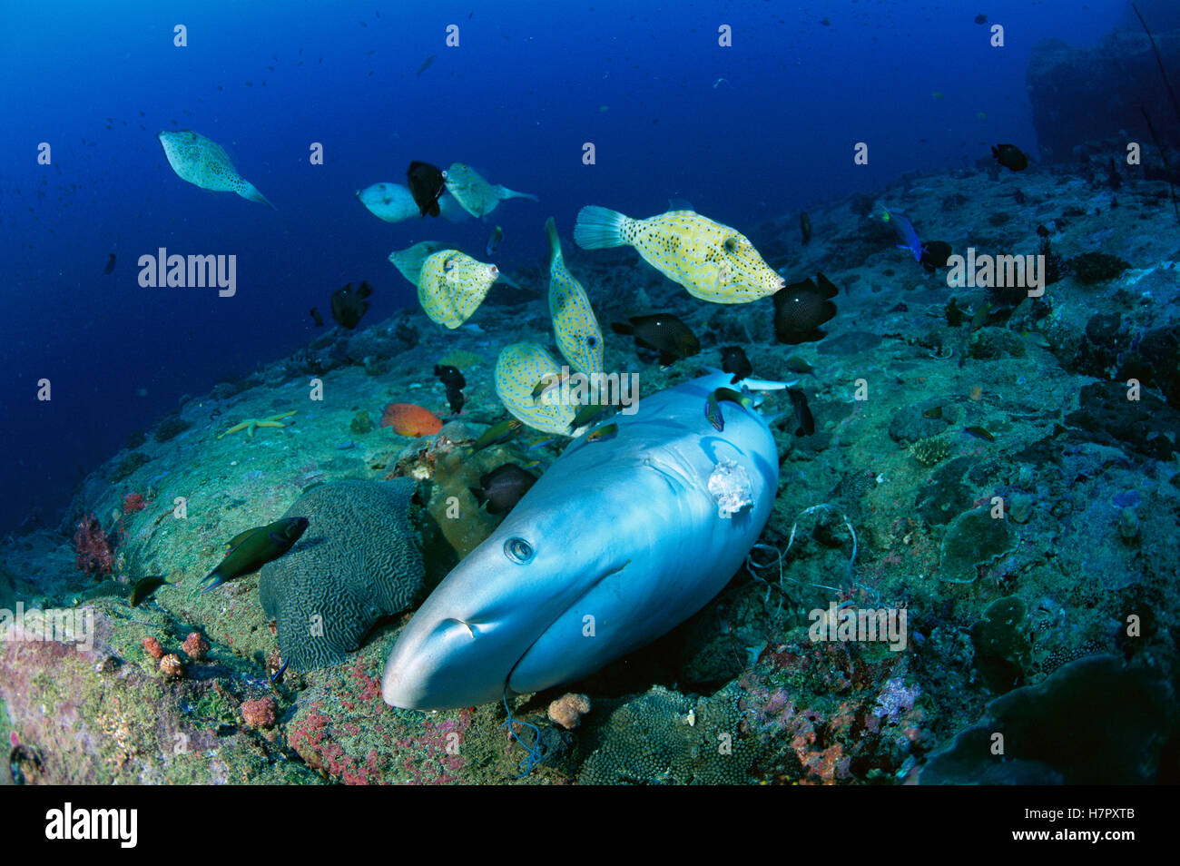 Shark fin fishing hi-res stock photography and images - Alamy