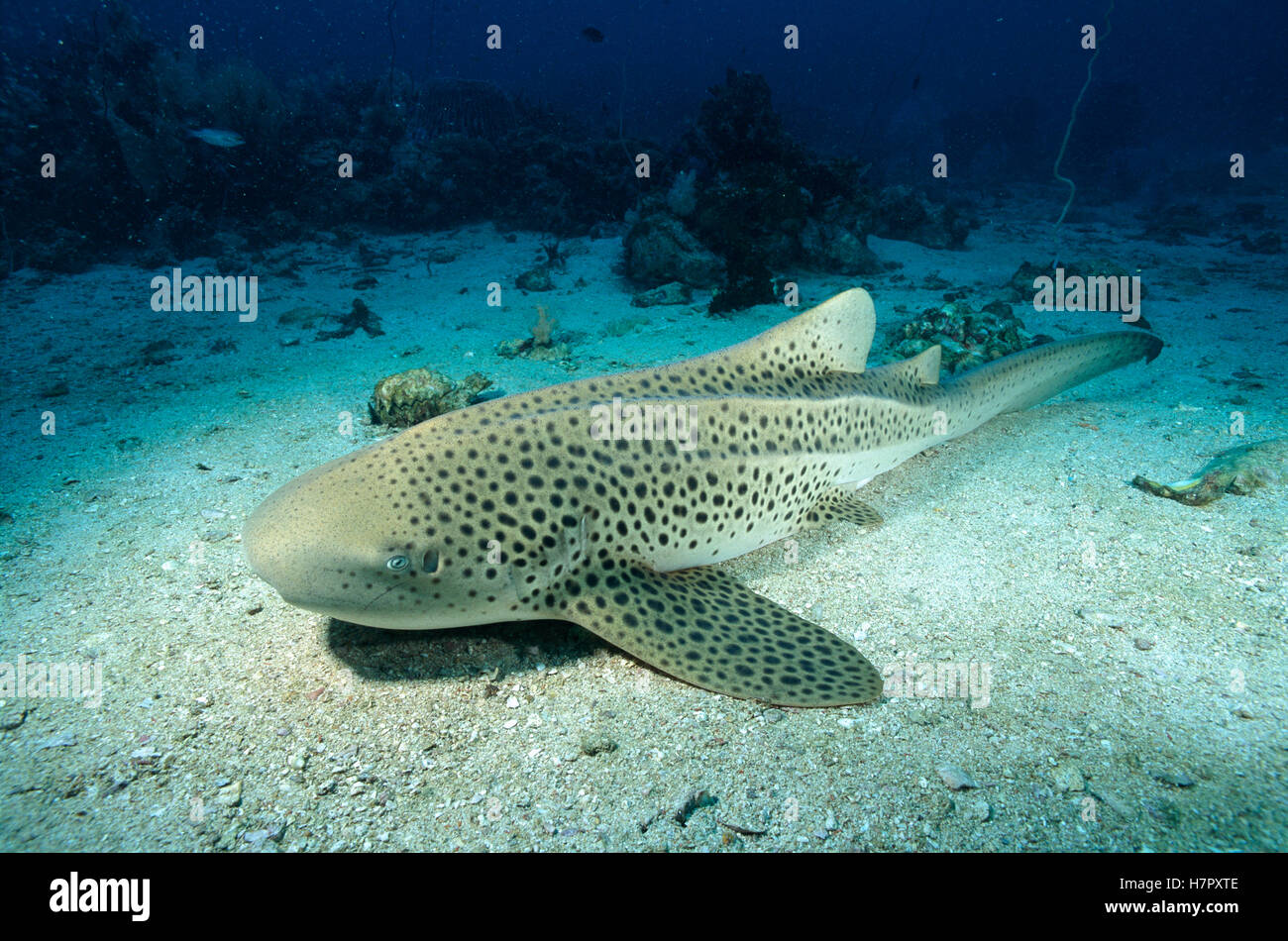 Zebra Shark (Stegostoma fasciatum) portrait, underwater, Phuket, Adaman ...