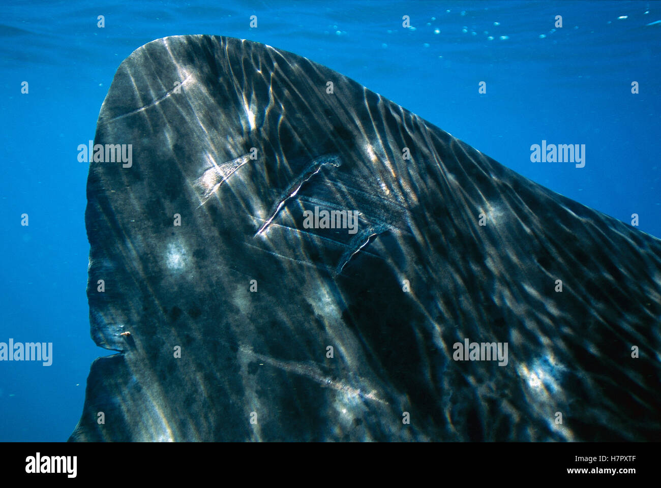 Whale Shark (Rhincodon typus) fin with propeller caused scars, Ningaloo ...