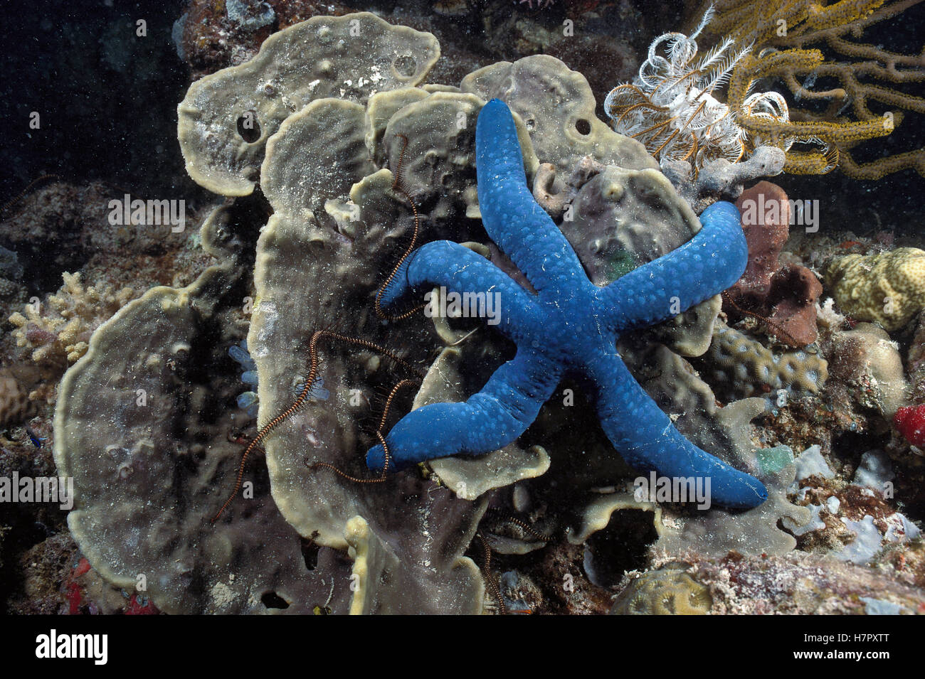 Blue Sea Star (Linckia laevigata) a common shallow reef sea star, Great ...