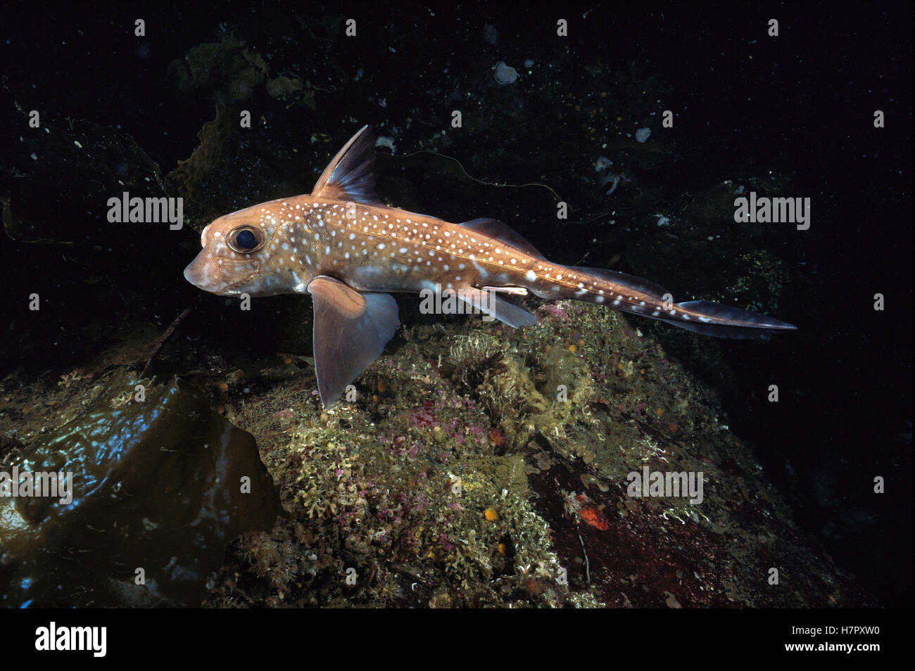 Spotted Ratfish (Hydrolagus colliei), Vancouver Island, British ...
