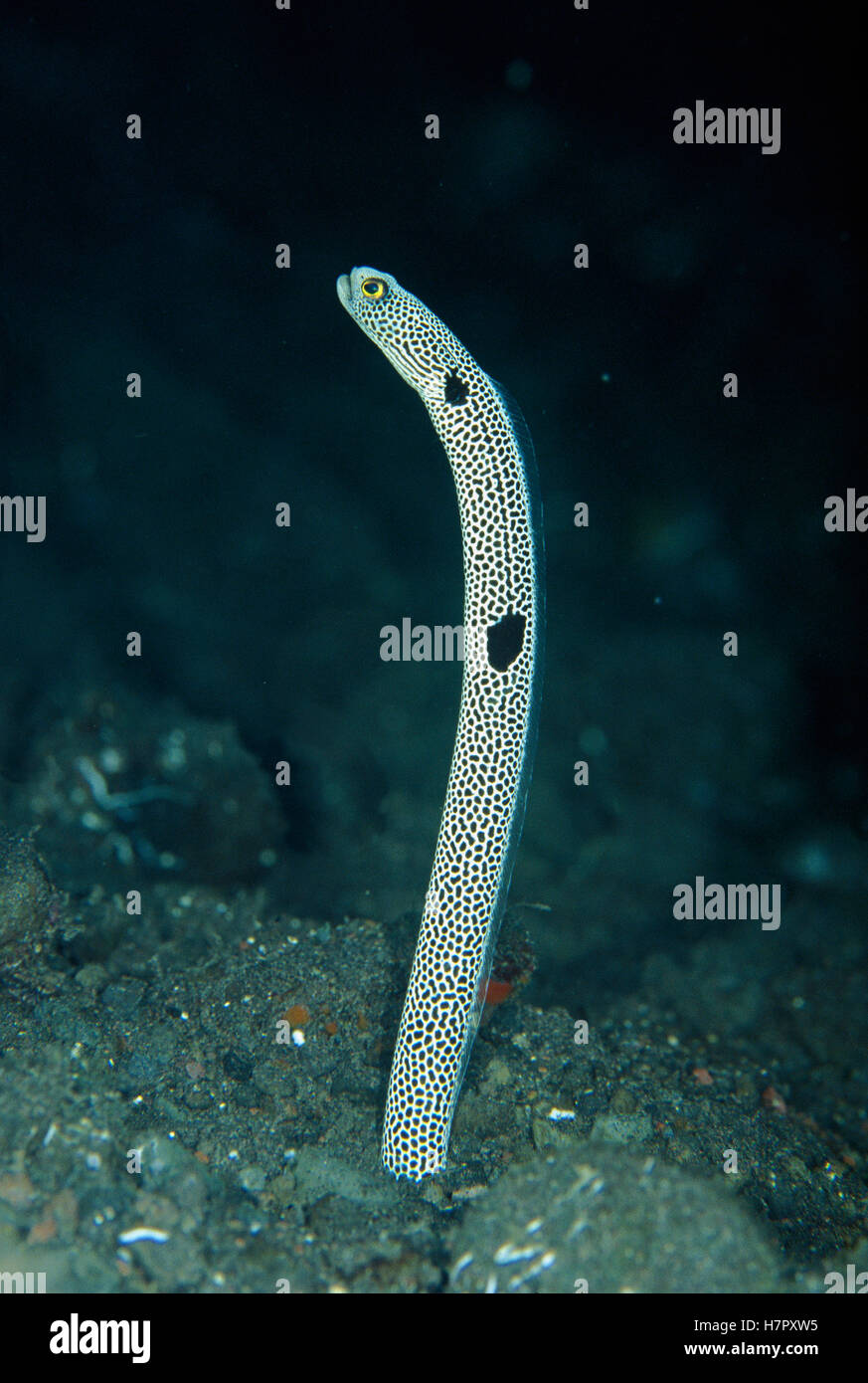 Spotted Garden Eel (Heteroconger hassi) coming out of hole in ocean ...