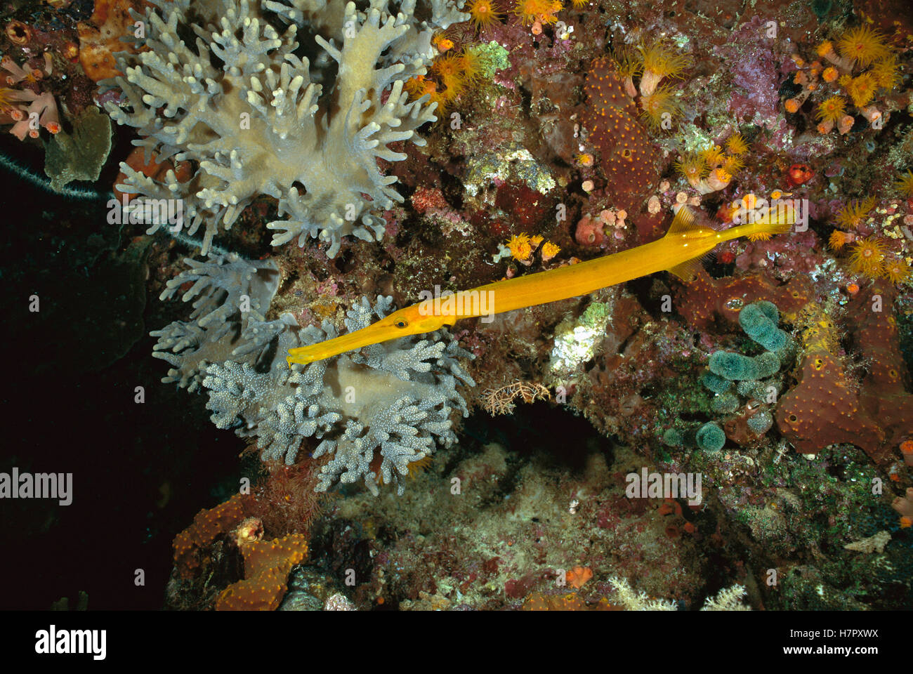 Chinese Trumpetfish (Aulostomus chinensis) on reef, Manado, Sulawesi ...