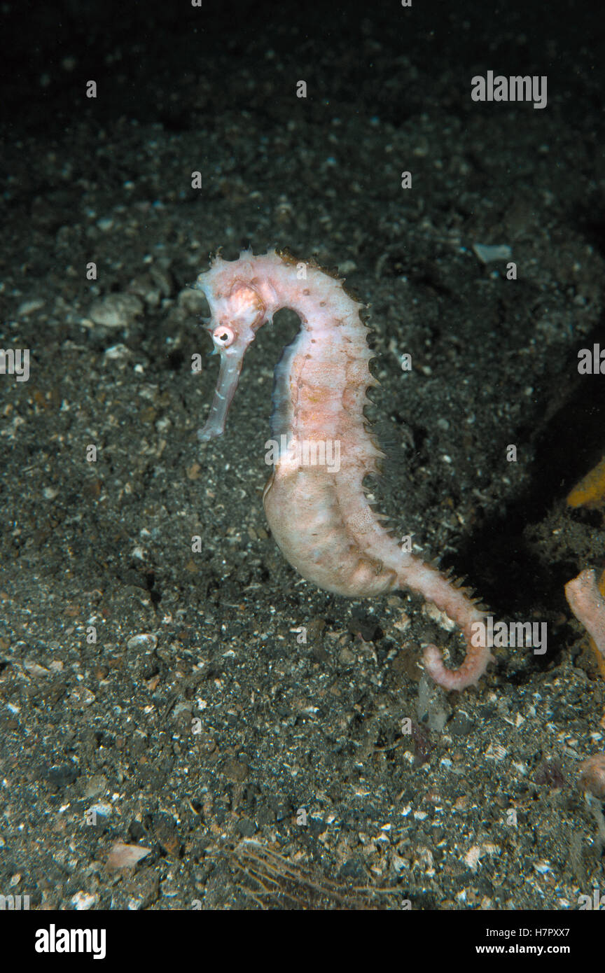 Male seahorse pouch hi-res stock photography and images - Alamy