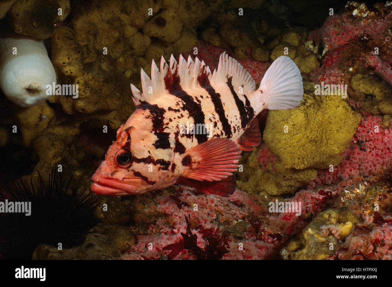 Tiger Rockfish (Sebastes nigrocinctus), Quadra Island, British Columbia ...
