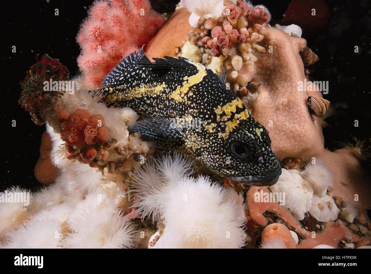 China Rockfish (Sebastes nebulosus), British Columbia, Canada Stock ...
