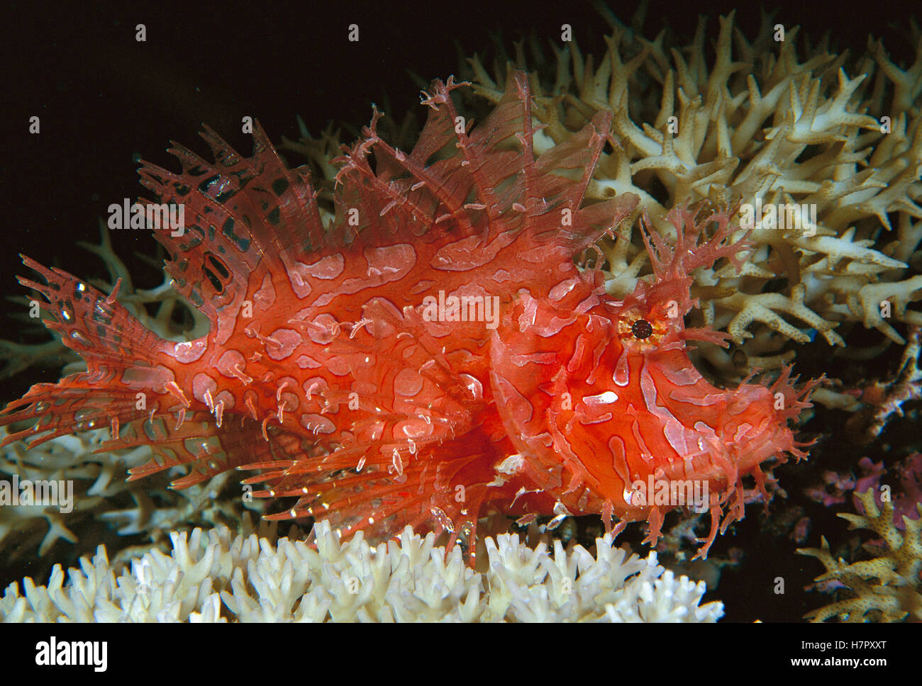 Scorpionfish (Rhinopias sp), Milne Bay, Papua New Guinea Stock Photo ...
