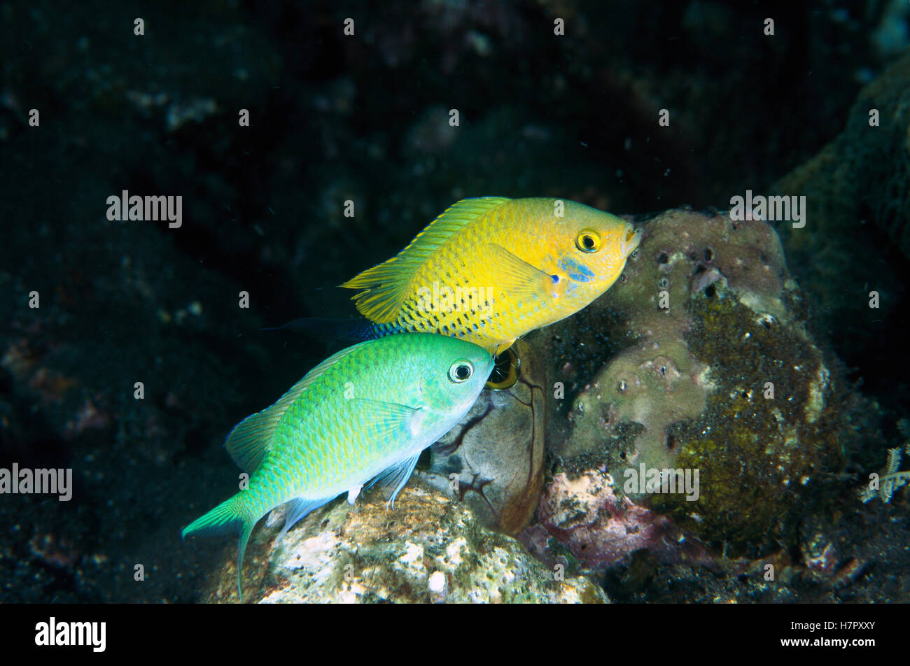 Blue-green Chromis (Chromis viridis) courting pair, the larger male ...