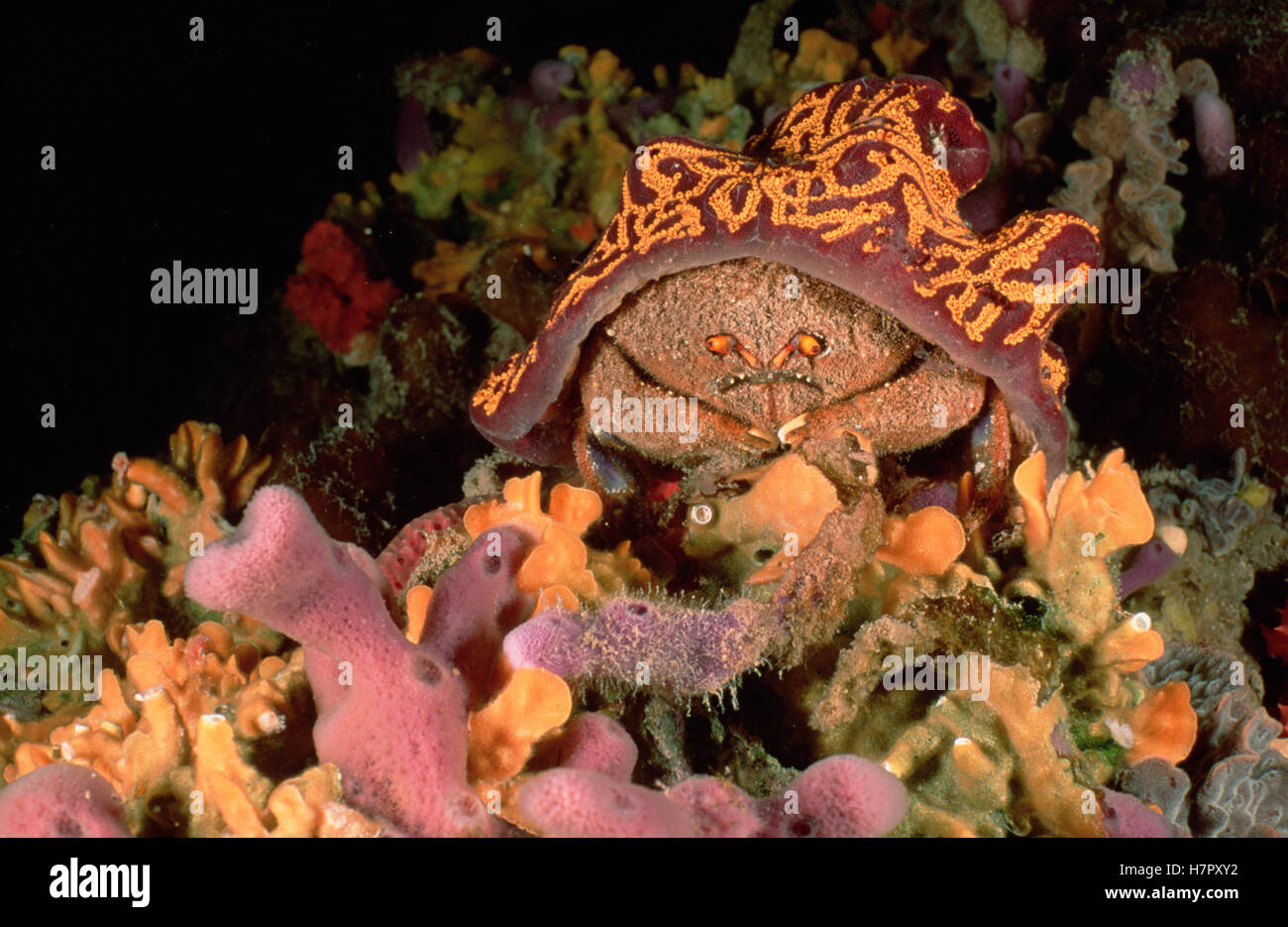 Sponge Crab (Austrodromidia octodentata) wearing a Hat of Leach's ...
