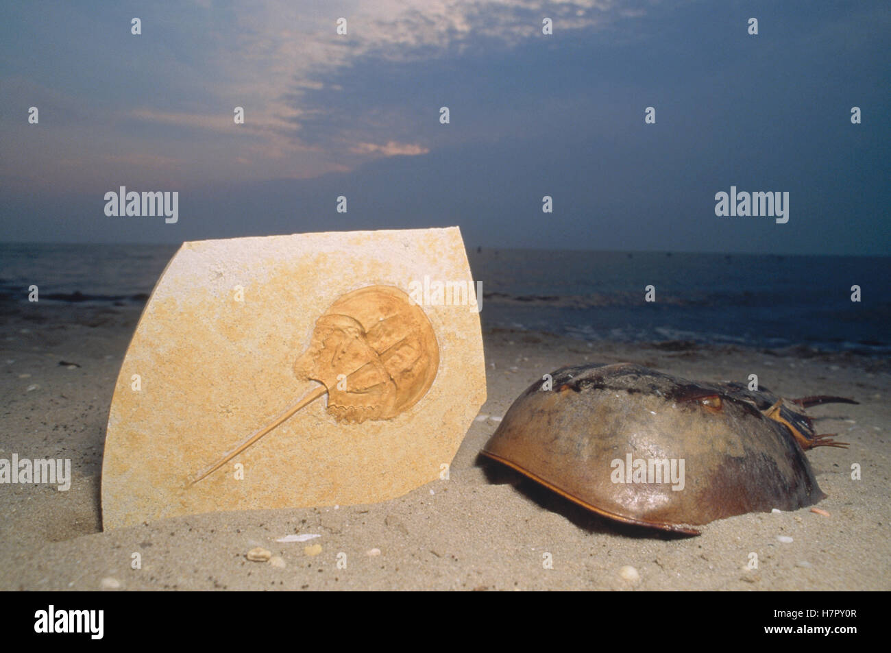 Horseshoe Crab (Mesolimulus walchi) fossil placed next to modern Horseshoe crab (Limulus ...