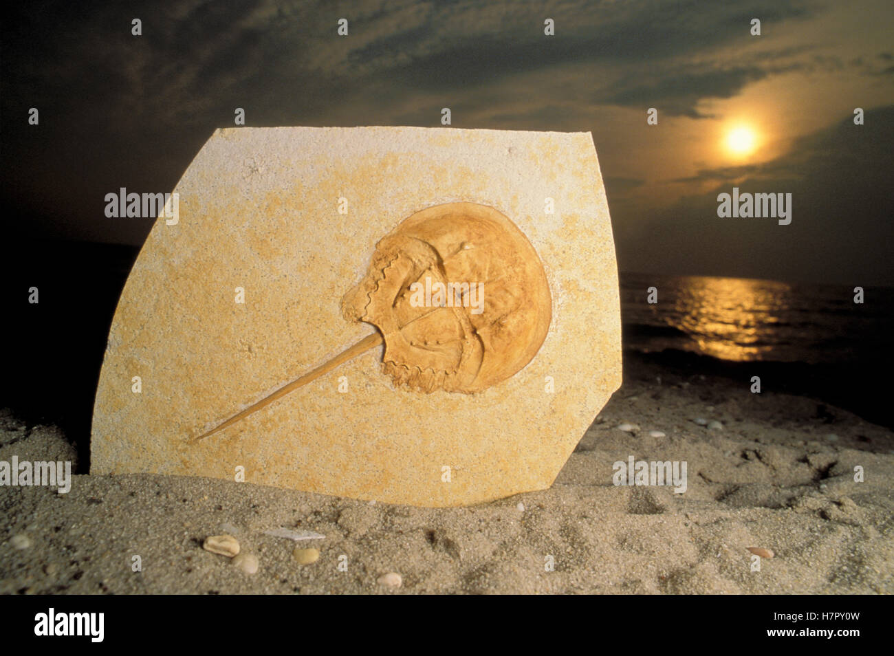 Horseshoe Crab (Mesolimulus walchi) fossil on beach, species is 180 ...