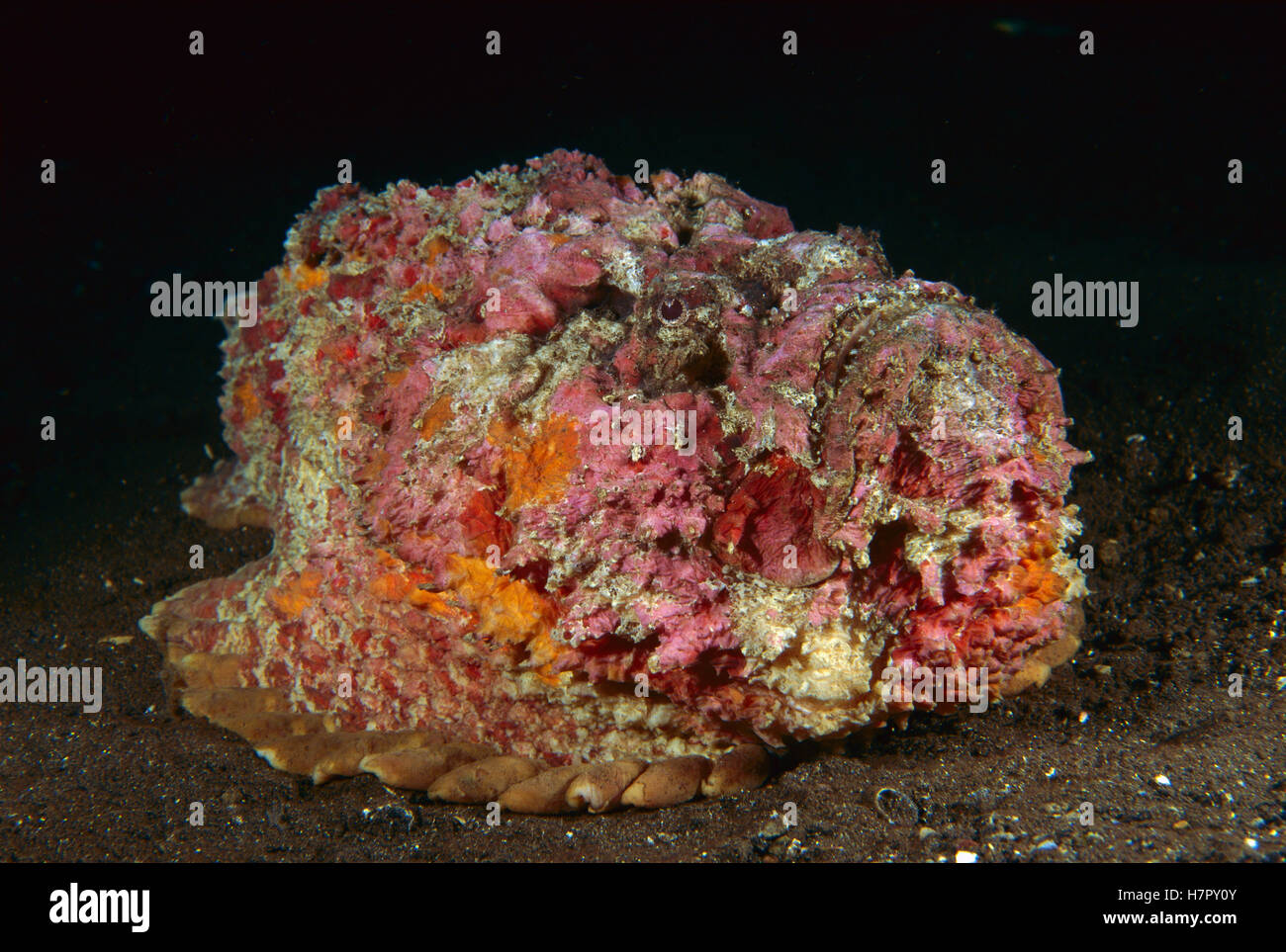 Reef Stonefish (Synanceia verrucosa) mimics coral reef, Bali, Indonesia ...