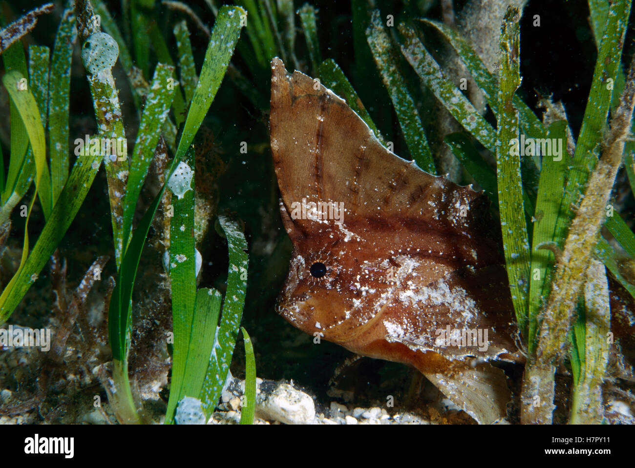 Cockatoo Wasp Fish (Ablabys taenianotus), Lembeh Strait, Indonesia ...