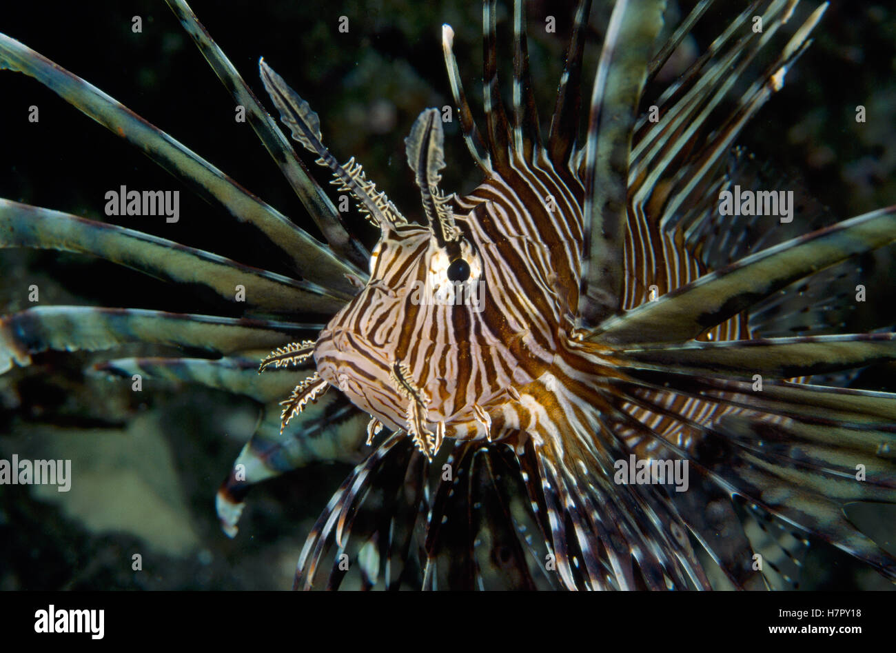 Common Lionfish (Pterois volitans) has bold stripes to warn predators ...