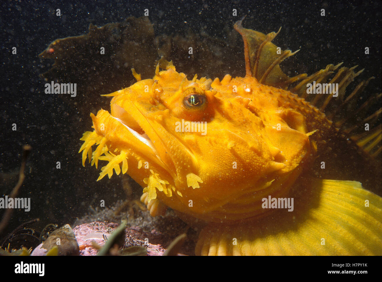 Sea Raven (Hemitripterus americanus) portrait underwater, York, Maine ...