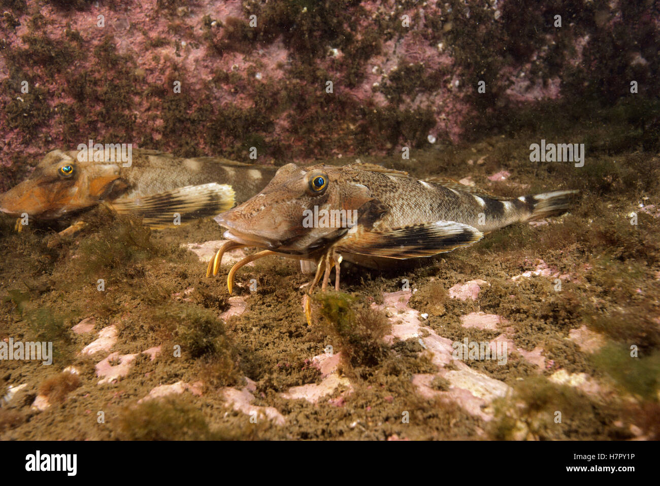 Common Searobin (Prionotus carolinus) pair showing hand-line pectoral ...