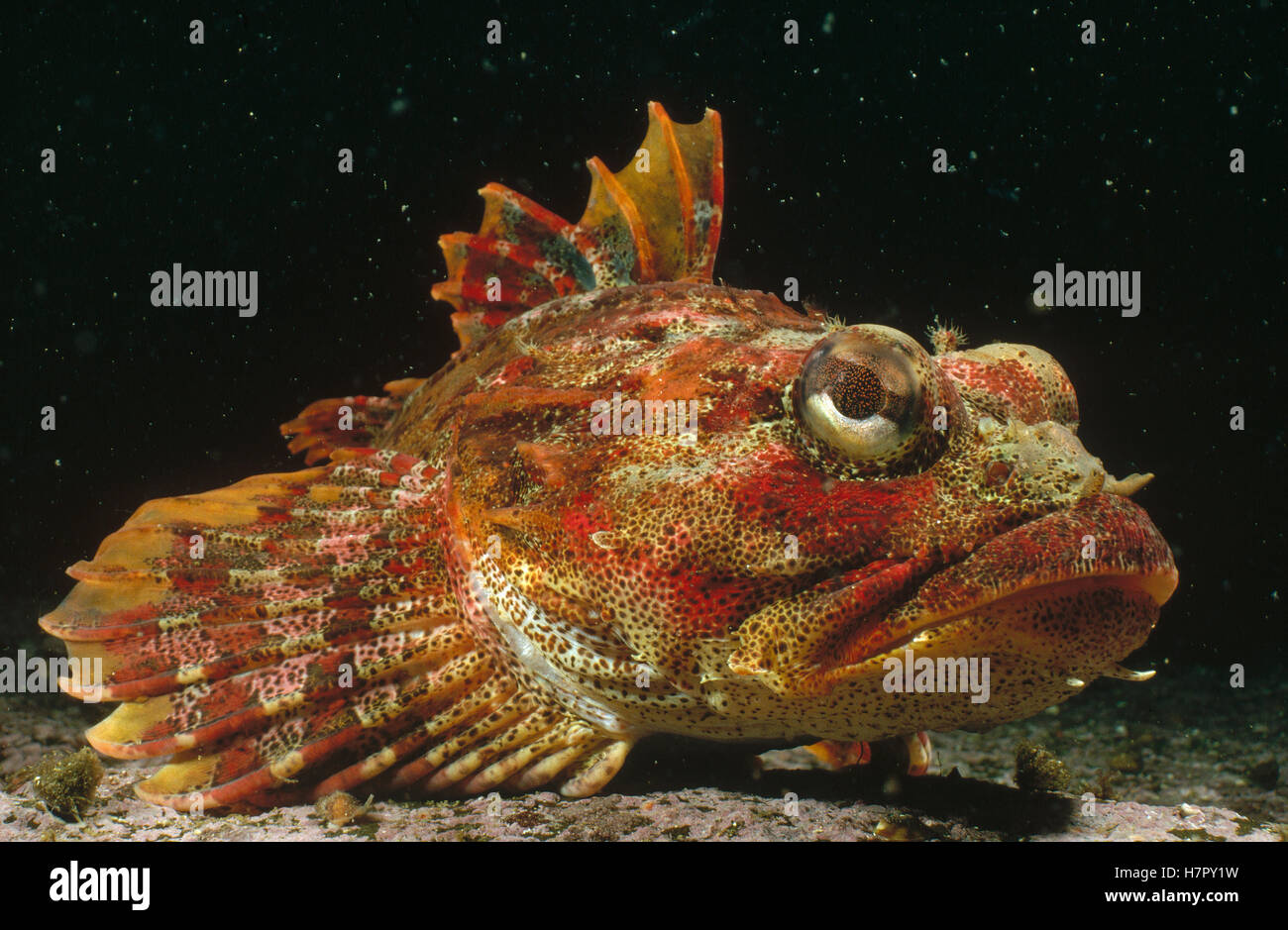 Red Irish Lord (Hemilepidotus hemilepidotus) portrait, underwater ...