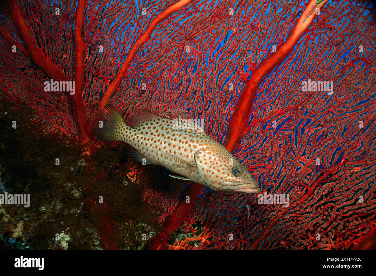 White-lined Rock Cod (Anyperodon leucogrammicus) in front of sea fan ...