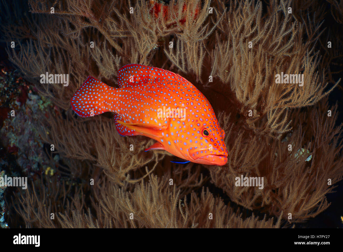Coral Grouper (Cephalopholis miniata), Thailand Stock Photo - Alamy