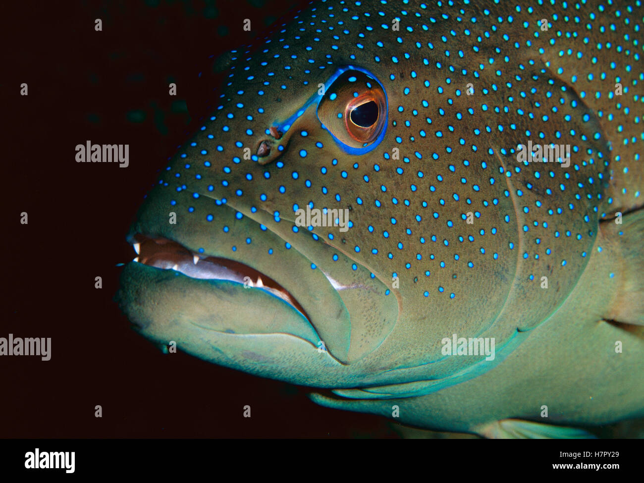 Leopard Grouper (Plectropomus leopardus) portrait, Great Barrier Reef ...