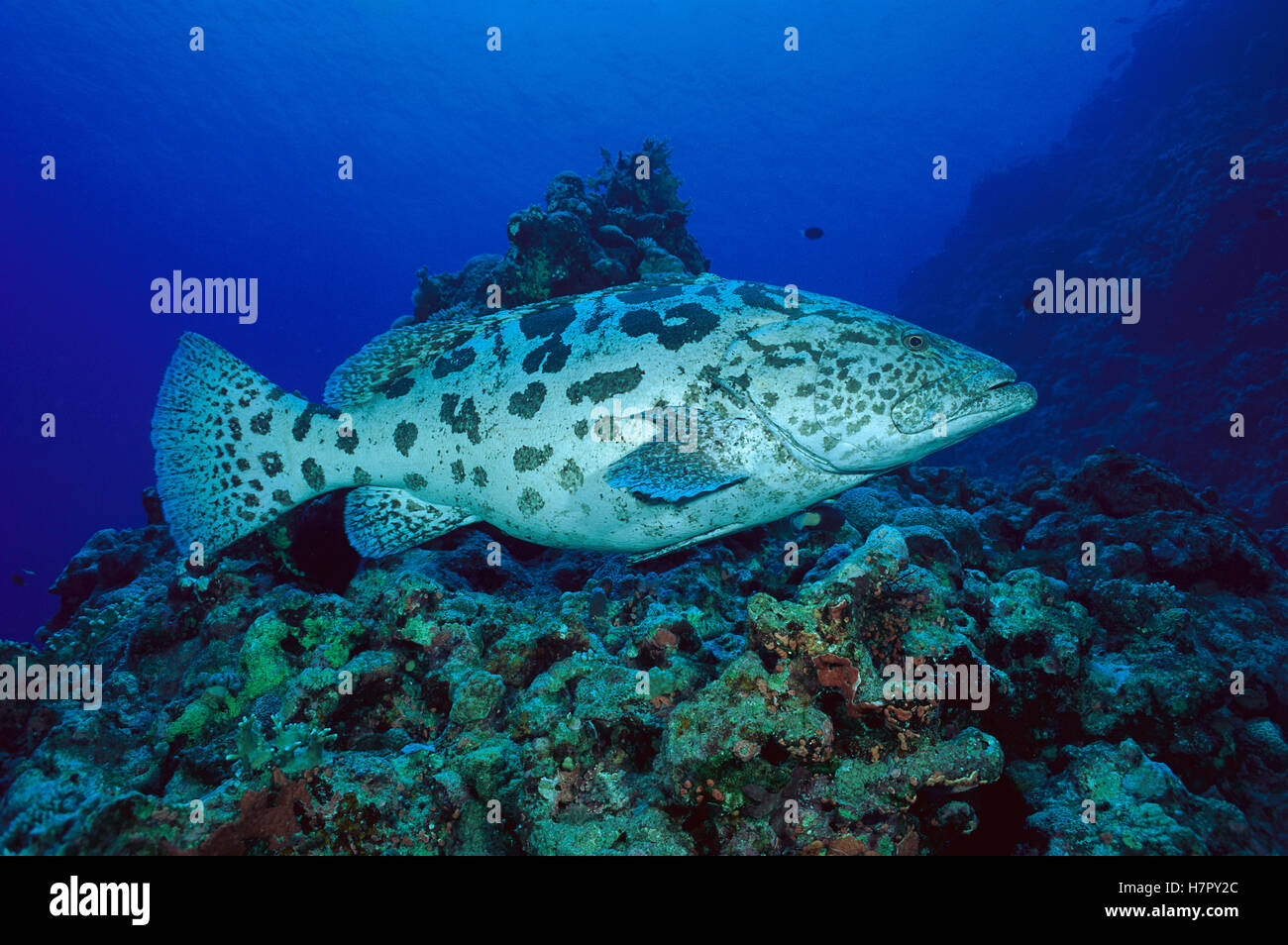 Potato Cod (Epinephelus tukula), Queensland, Australia Stock Photo - Alamy
