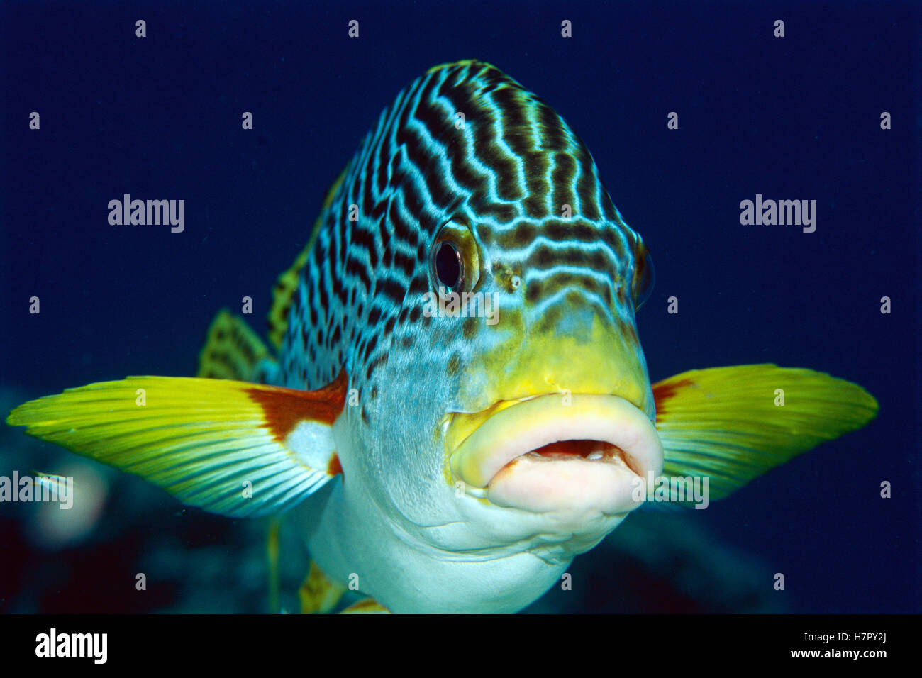 Diagonal-banded Sweetlips (Plectorhinchus lineatus) portrait, Great ...