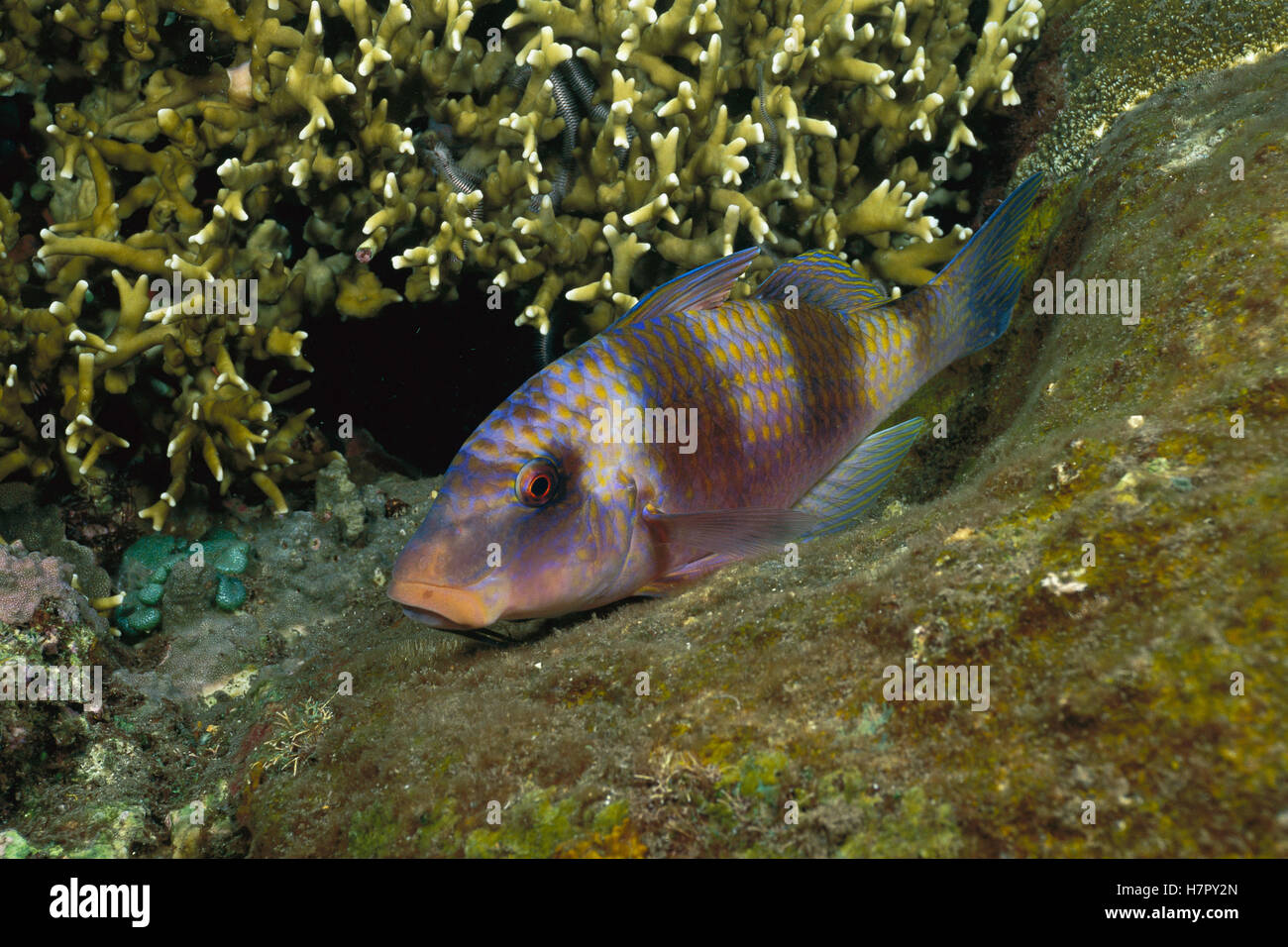 Doublebar Goatfish (Parupeneus bifasciatus) resting on reef at night ...
