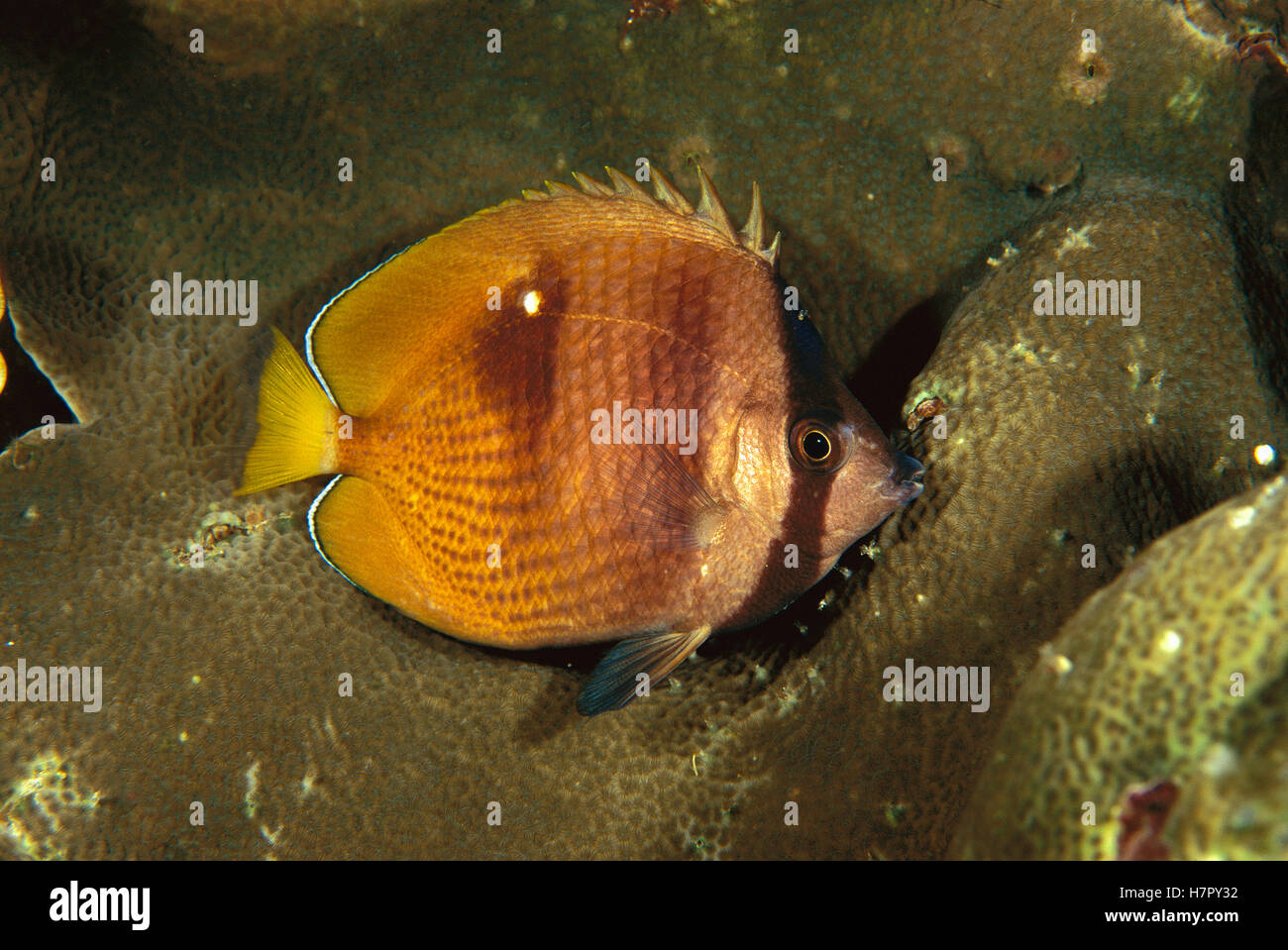 Klein's Butterflyfish (Chaetodon kleinii), Manado, Sulawesi, Indonesia ...