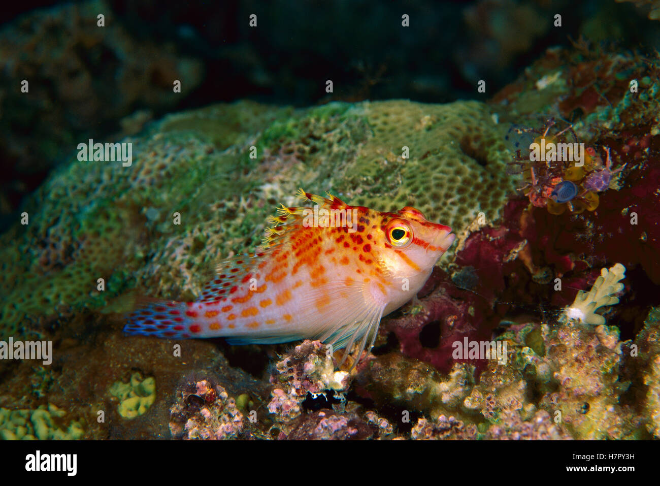 Dwarf Hawkfish (Cirrhitichthys falco), Milne Bay, Papua New Guinea ...