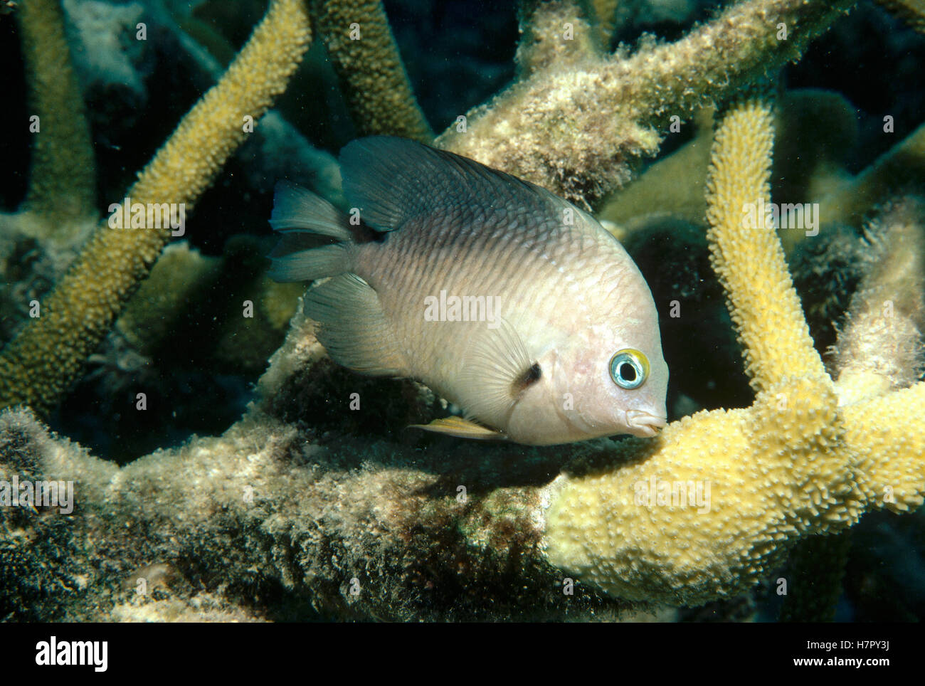 Threespot Damselfish (Eupomacentrus planifrons) living amidst Staghorn ...