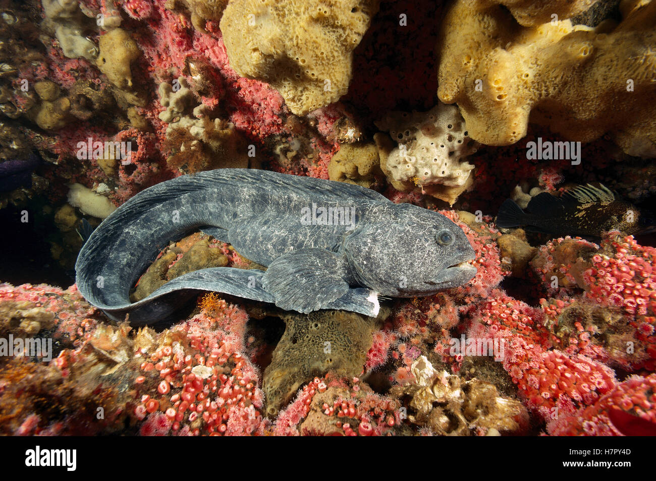 Wolf Eel (Anarrhichthys ocellatus) female sits on a bed of Strawberry ...