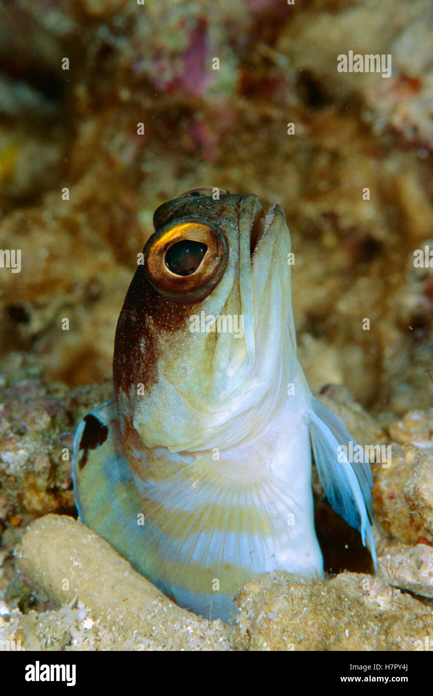 Spotfin Jawfish (Opistognathus sp) peeking out of burrow, Manado ...
