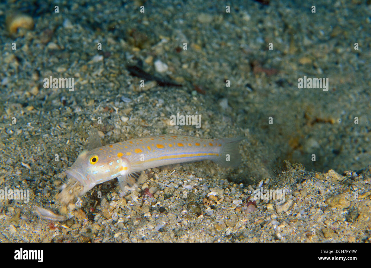 Orange-dashed Goby (Valenciennea puellaris) spitting out a mouthful of ...