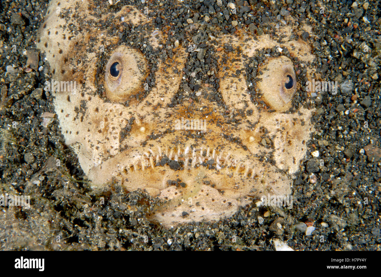 Whitemargin Stargazer (Uranoscopus sulphureus) lying buried in the sand ...