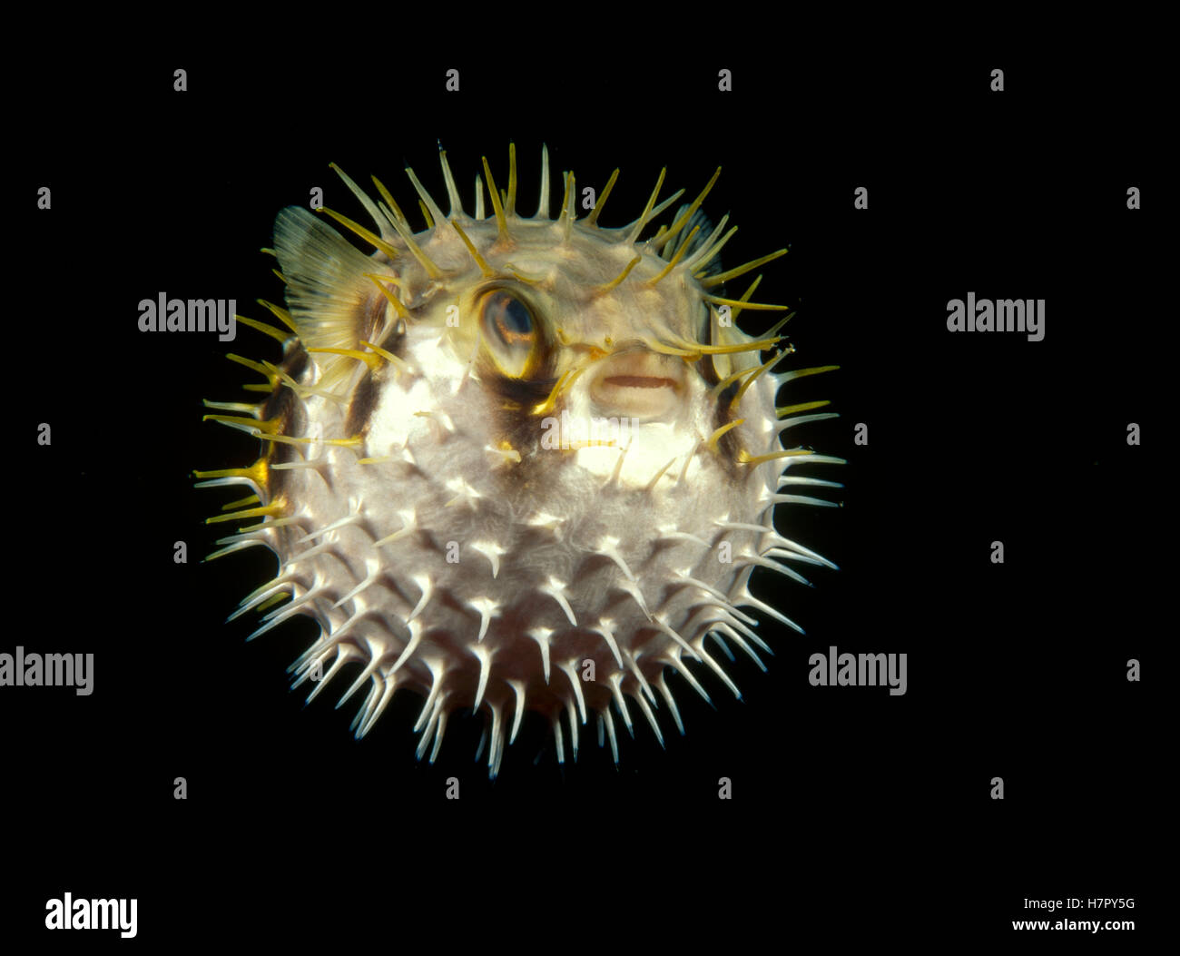Porcupinefish (Diodon nicthemerus) swallows water to puff itself up and ...
